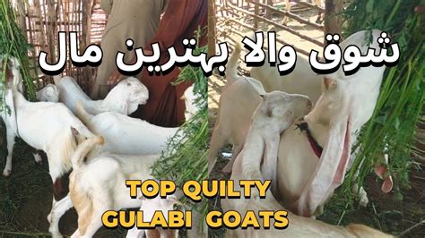 Bhains Colony Bakra Mandi Karachi Bakra Mandi Rates On 14 Sep 2022