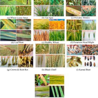 PDF Leaf And Spike Wheat Disease Detection Classification Using An Improved Deep