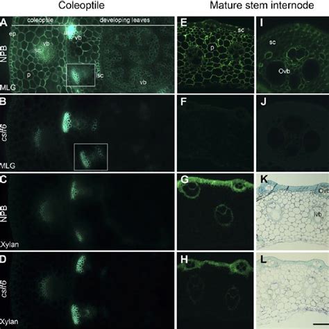Immunolabeling And Staining Of Fully Expanded Leaves Wild Type A And