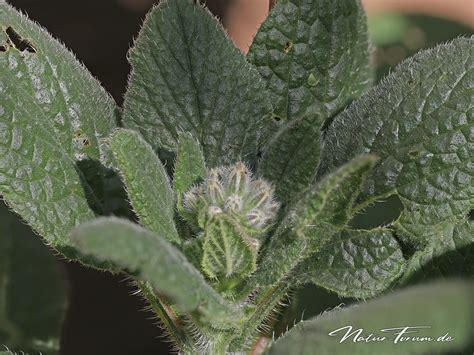 Borretsch Borago Officinalis Baumlexikon