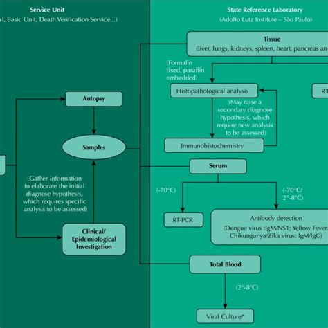 Flow Chart For The Investigation Of Post Mortem Cases Related To Urban