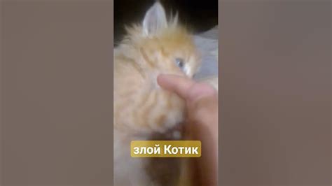 злой котик - YouTube