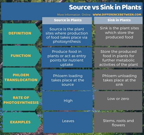 What Is The Sink Vs Source At Alice Pace Blog