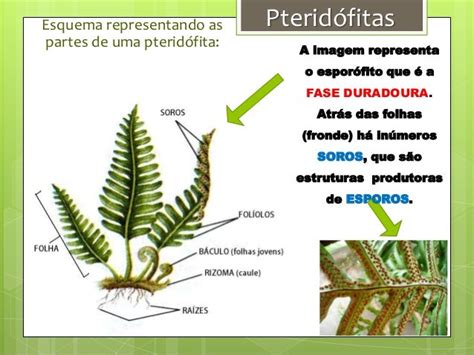 Plantas Pteridófitas