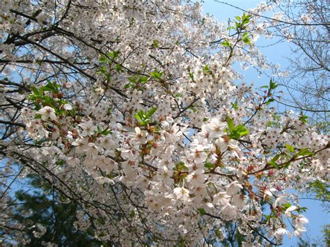 Hình ảnh Chi Nhánh Thực Vật Bầu Trời Cánh Hoa Món ăn Mùa Xuân