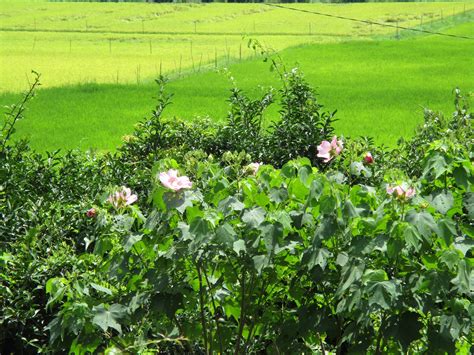 やけに暑い 田舎を楽しむ 石窯 お小屋