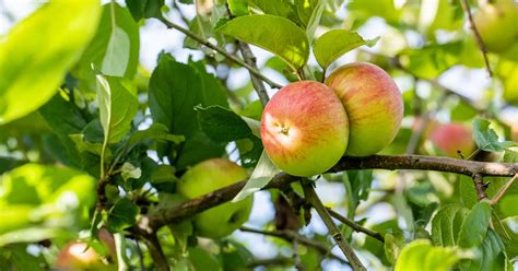 Malus Himbeerapfel Vholowaus Cac Collection Apfel Himbeerapfel V