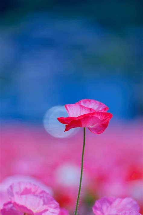 慈光 Jiko Chisho Nakada Als Kunstdruck Oder Gemälde