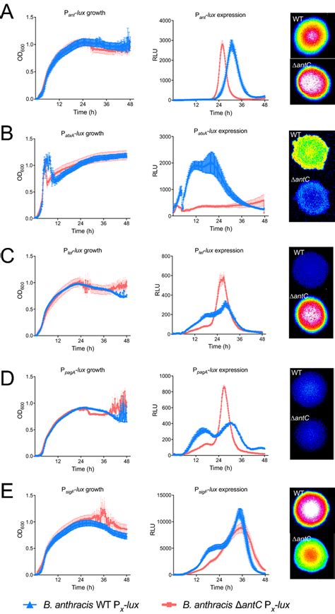 Luminescent Expression Patterns From Important B Anthracis Promoters
