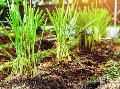 Does Lemongrass Repel Mice And Rats Quick Answers