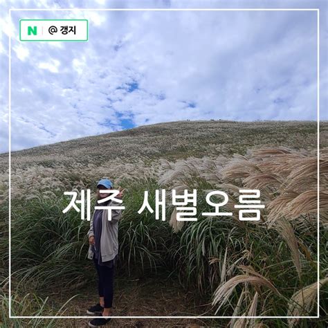 11월 제주도 여행지 추천 제주 새별오름 억새 소요시간 주차장 네이버 블로그