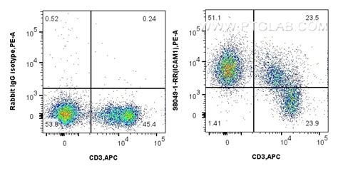 ICAM CD Antibody RR Proteintech