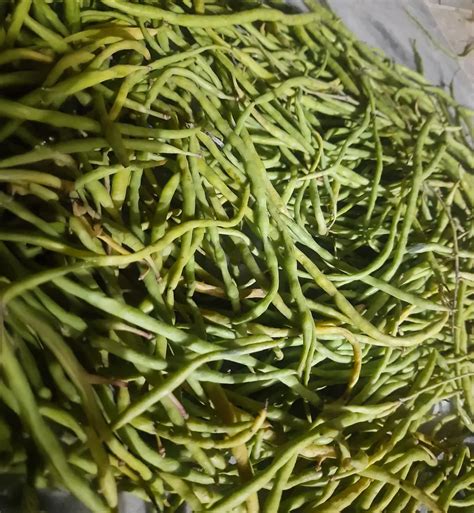 A Grade Fresh Green Sangri Vegetable 5 Kg At ₹ 1200kg In Thane Id