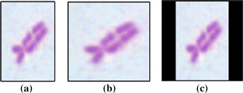 Resizing A Original Region B Simple Resizing C Resizing With Padding Download Scientific
