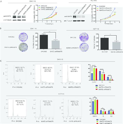 Mafb Knockdown Suppresses Crc Cell Proliferation Through Cell Cycle