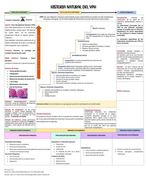 HISTORIA NATURAL DEL VIRUS VPH Paola Hernandez UDocz
