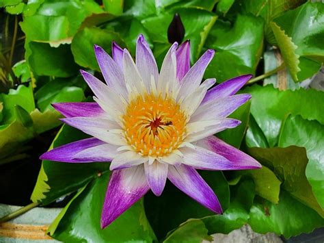 Lotus Plantes Aquatiques Feuille Photo Gratuite Sur Pixabay Pixabay