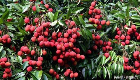 農民荔枝大豐收，超市裏賣30元一斤，為何農民還直呼虧本 每日頭條