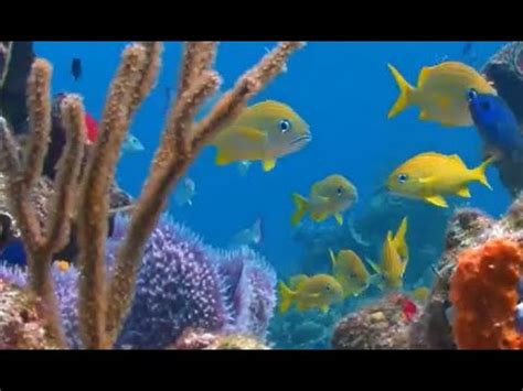 Minute of Serenity Meditative Music to Relax and Restore Your Mind 一分鐘