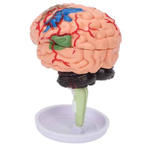 4d Anatomical Brain Assembled Model Clear Structure Vinyl Simulation