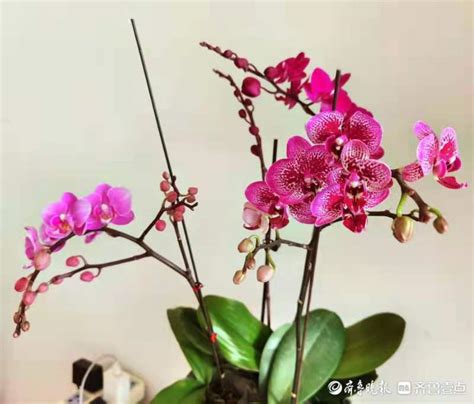 虎啸春来 百花迎春家里各色花卉盛开春意融融 济南 李春英 迎春