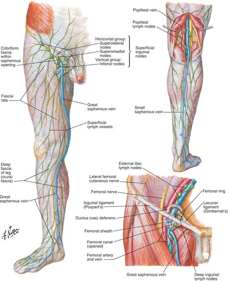 Vascularized Lymph Node Transfer From The Groin Thoracic Key