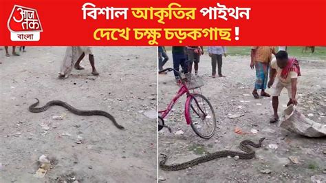 Huge Python Rescue মাছ ধরার জালে উঠে এল আস্ত পাইথন উদ্ধার Aaj Tak