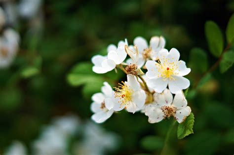 무료 이미지 Wild Korea 야생의 꽃 꽃 피는 식물 화이트 멀티 플로라 장미 꽃잎 봄 Rosa