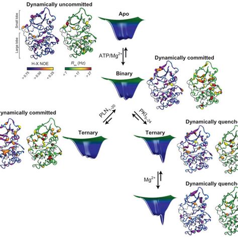 Architecture Of Pka C A Secondary Structure Domains Conserved Download Scientific Diagram