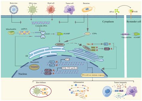 Cells Free Full Text Post Translational Modifications Of Cgas Sting