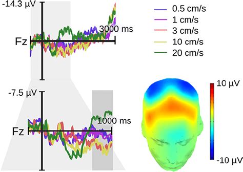 experiment 1 hairy skin late positive velocity effect over a frontal