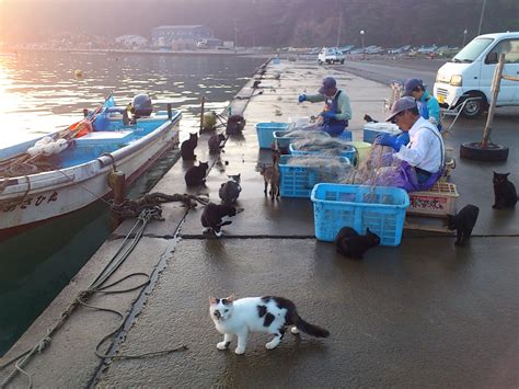 田代島をあとに しんしん ”やってみよう！”