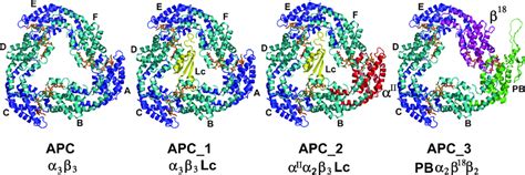 Structural Models Proposed For Each Trimer Of Allophycocyanin A Download Scientific Diagram