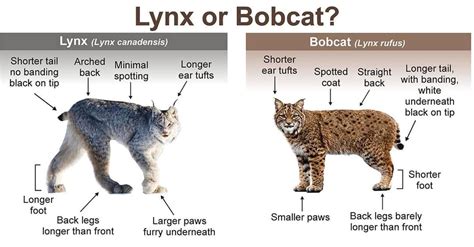Canada Lynx Vs Bobcat A Field Comparison