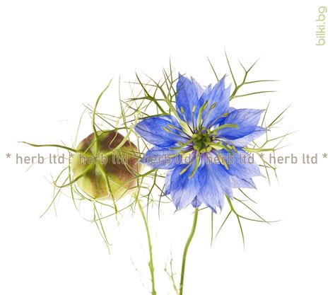 ЧЕРЕН КИМИОН НИГЕЛА СЕМЕНА ОТ ЧЕРЕН КИМИОН Nigella Sativa онлайн