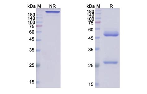 Etesevimab Research Grade Biosimilar Prosci Incorporated