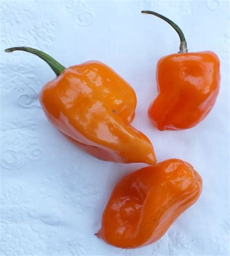 Different Types Of Peppers And Their Delicious Uses OFF