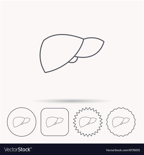 Liver Icon Transplantation Organ Sign Royalty Free Vector