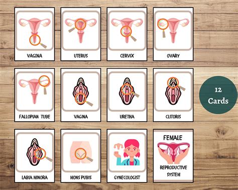 Female Reproductive System Flashcards Female Human Anatomy Busy Book