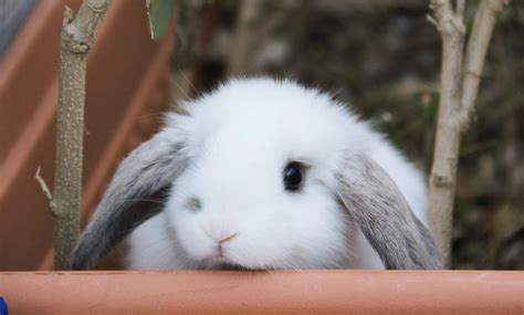 Hello Im Snoopy Scrolller