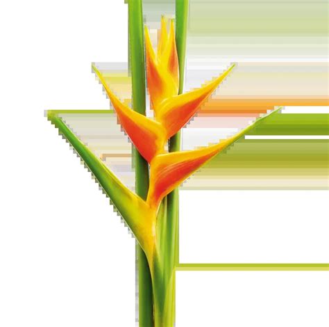 Heliconia Jacquinii Plant Root Lazada Ph