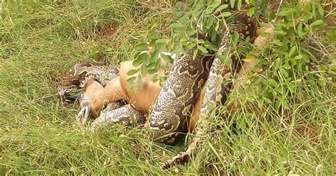 Eish Impala Swallowed Whole By Monster Python In The Kruger Park