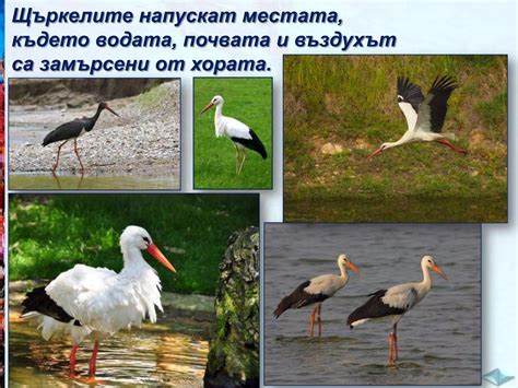 Животните във водата ЧП 3 клас Булвест Pptx