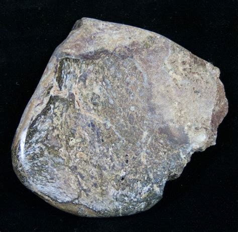 Dinosaur Fossils Isle Of Wight At Dora Snoddy Blog