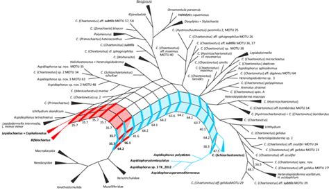 Phylogenetic Conflict In The Bi Trees Reconstructed By Consensus Download Scientific Diagram