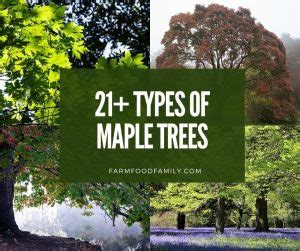 Types Of Maple Trees Leaves Bark With Pictures Identification