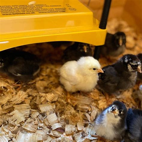 How To Set Up A Chick Brooder Mama On The Homestead