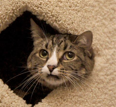 Sweet Tabby Lady Miss Peanut