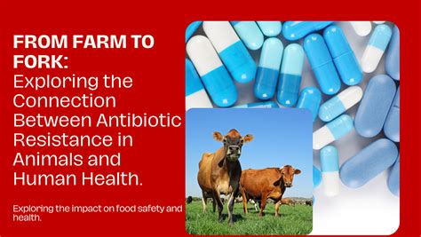 From Farm To Fork The Threat Of Antibiotic Resistance In Animals A