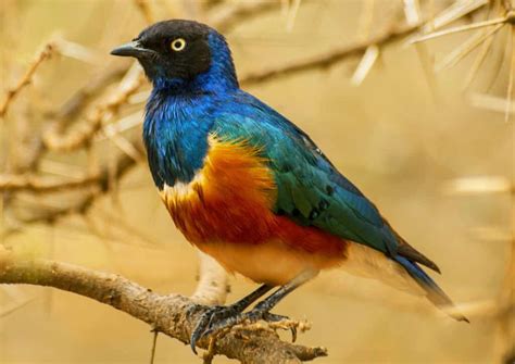 8 Best Birding Tours In Tanzania 2025 Bird Watching Hq